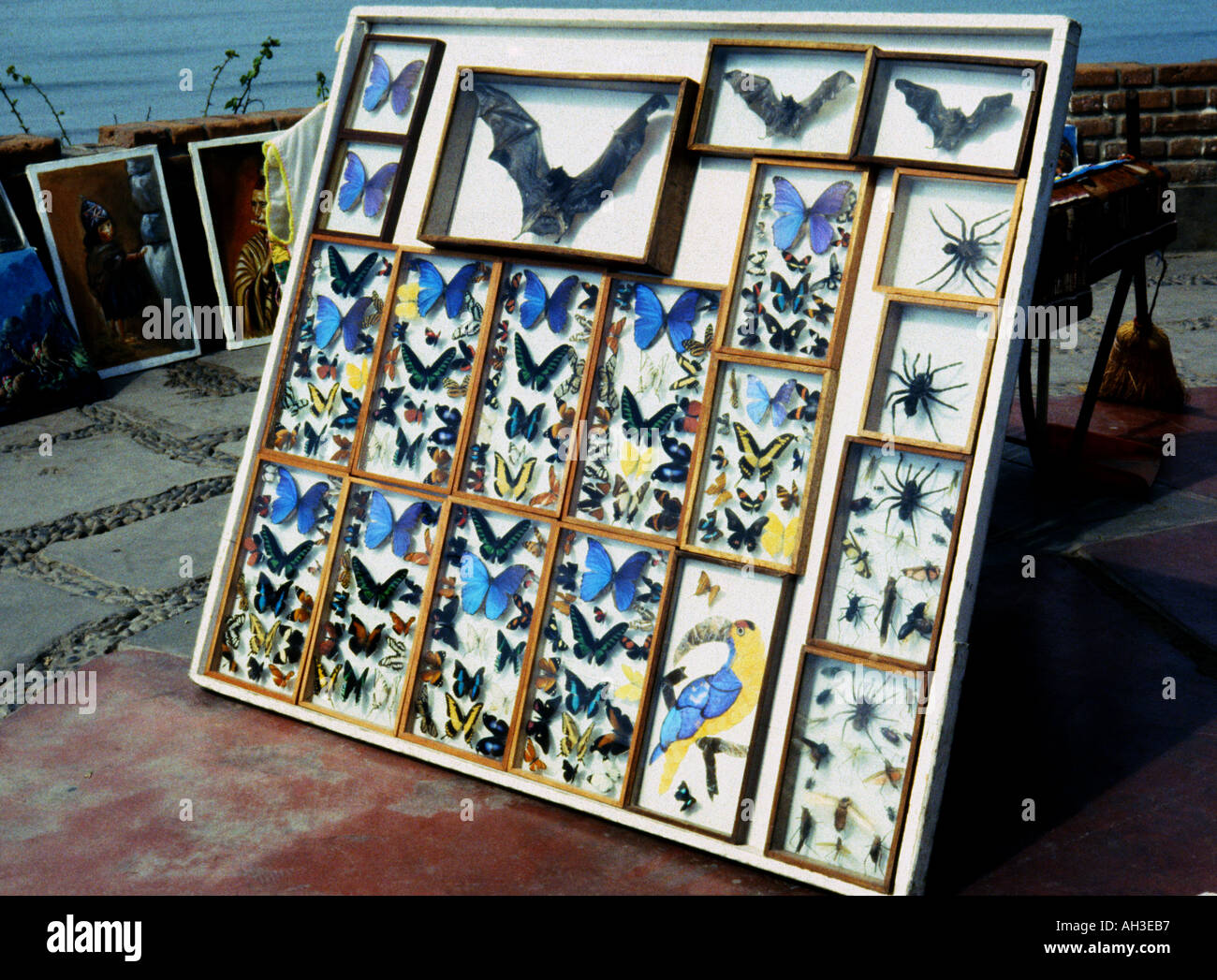 Mounted insects hi-res stock photography and images - Alamy