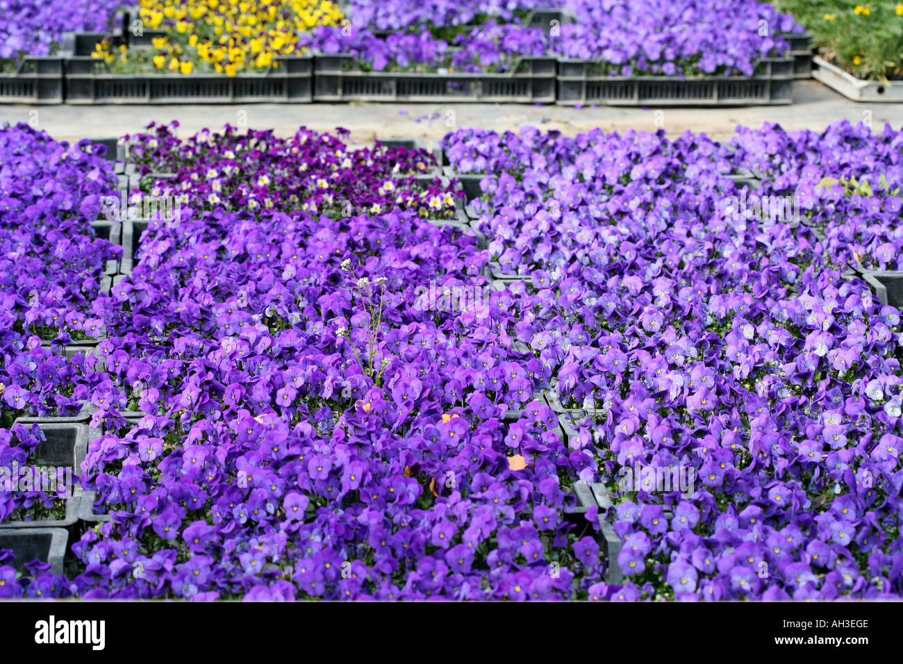 Many violet flowering Viola seedling plants ready for sale at small ...