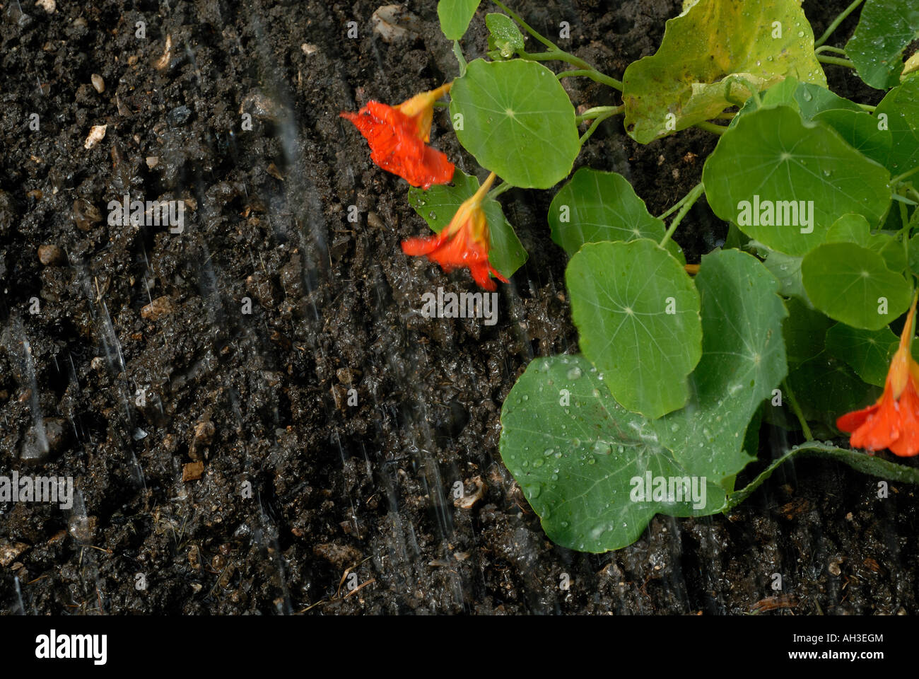 Rain falling on flowers High Resolution Stock Photography and Images ...