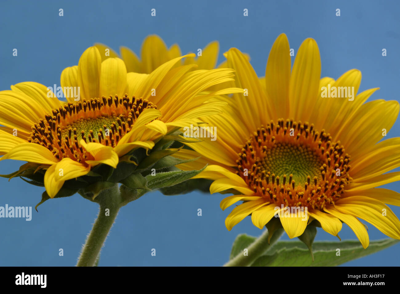 Two sunflowers blue background Stock Photo - Alamy