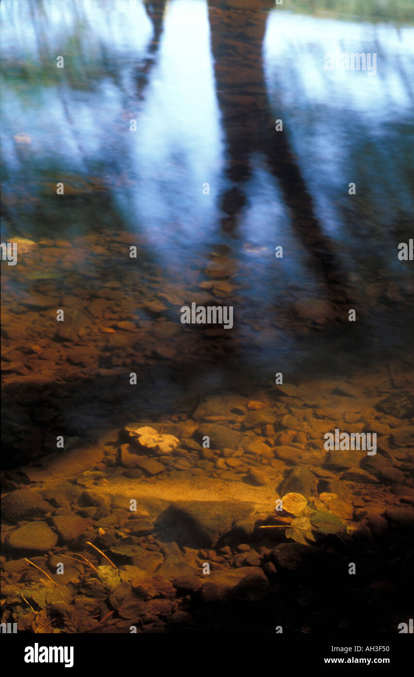 Tree reflections in a Yorkshire stream Stock Photo - Alamy