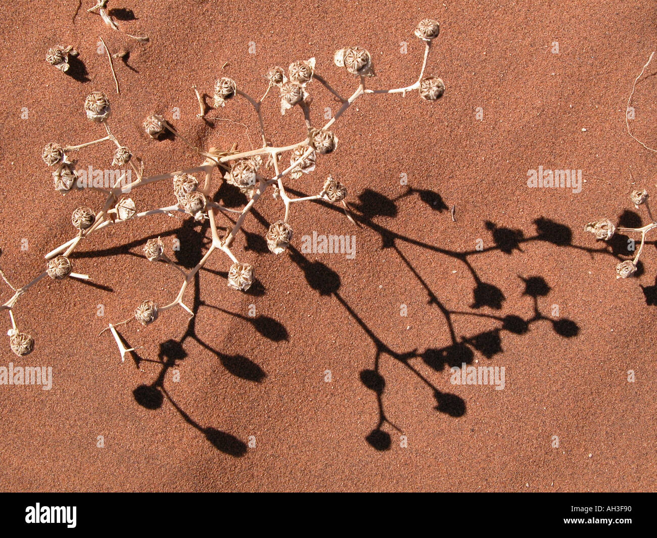 Dried out plants Namibian desert Stock Photo - Alamy