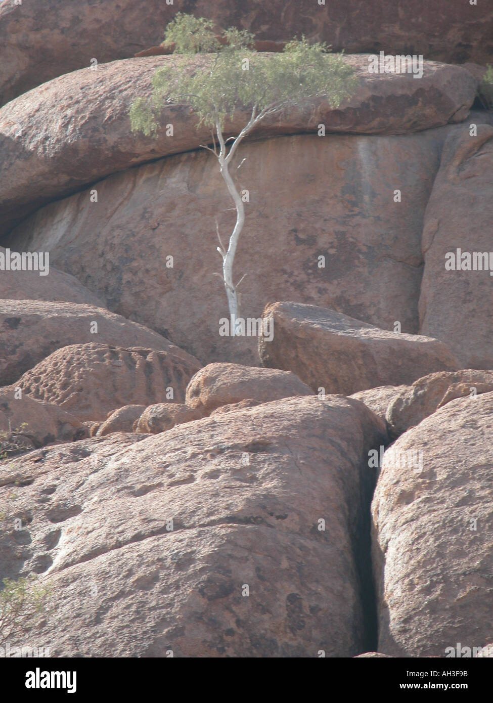 Round boulders and tree in Namibia Stock Photo - Alamy