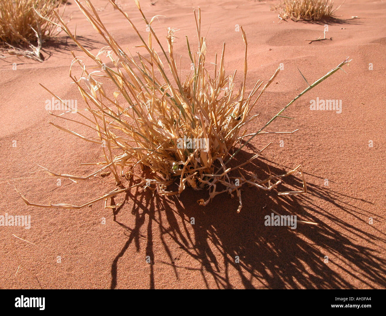 Desert grass Namibia Stock Photo - Alamy