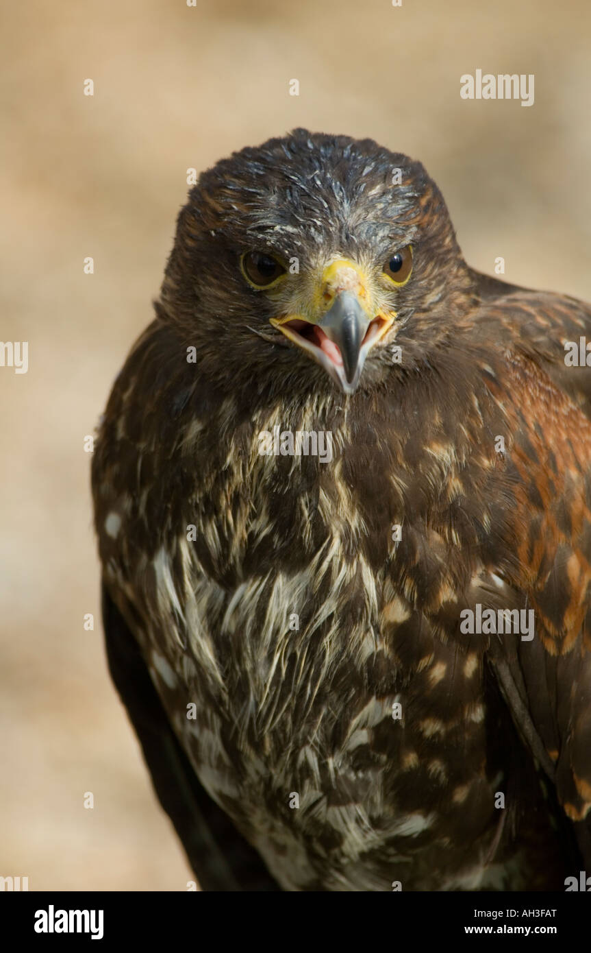 Juvenile Harris Hawk Parabuteo unicinctus Stock Photo - Alamy