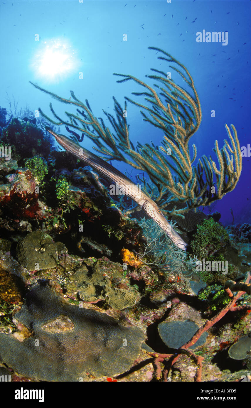 Trumpet fish hi-res stock photography and images - Alamy