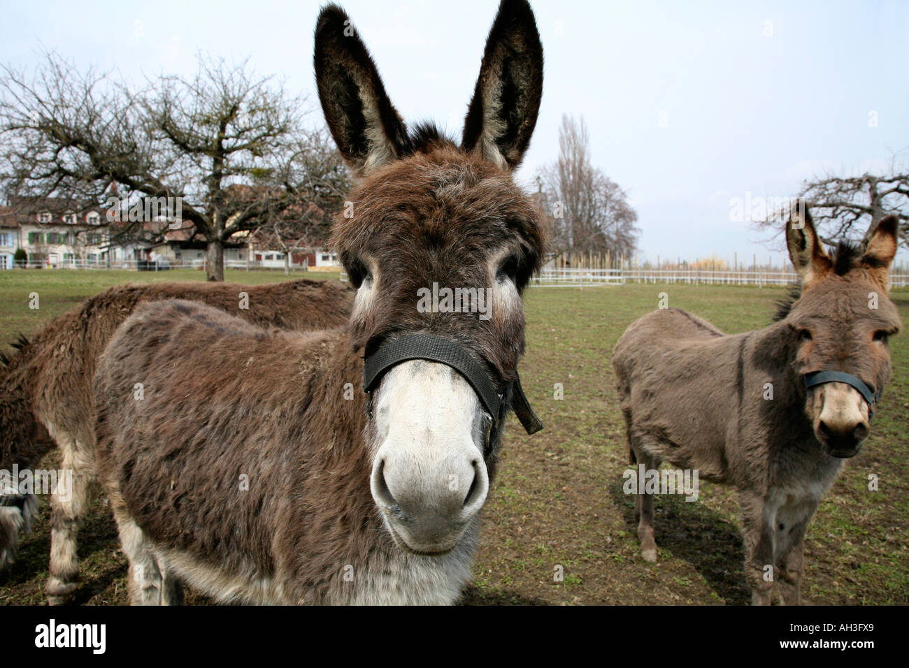 Cute pretty young donkeys looking into camera in outside rural farm in ...