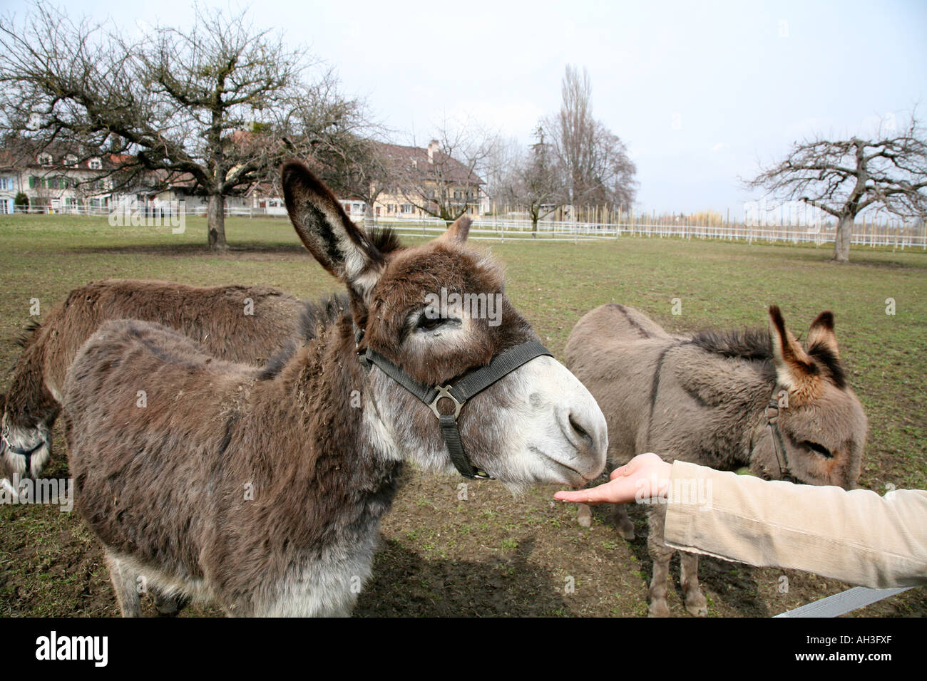 Hand touching face of cute brown young donkey animal in outside rural ...
