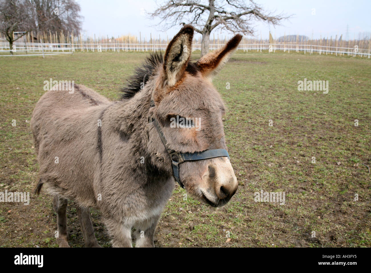 Mule Portrait Not Deer High Resolution Stock Photography and Images - Alamy