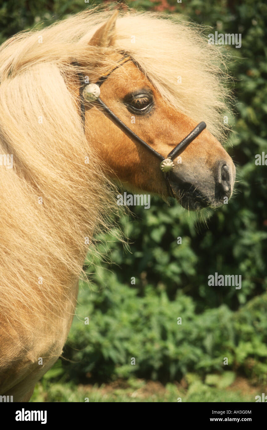 Flaxen Horse Pony Stock Photos & Flaxen Horse Pony Stock Images - Alamy