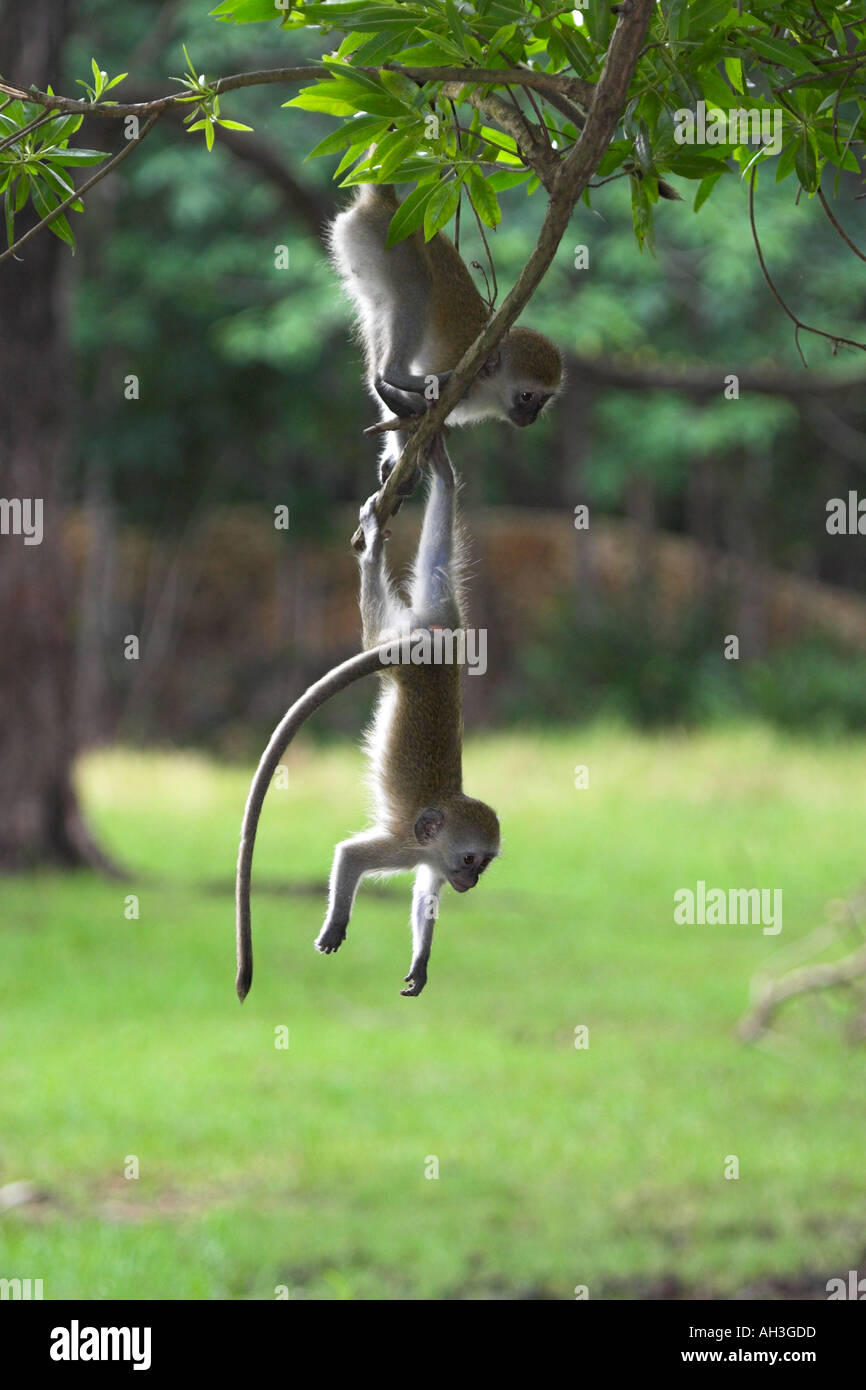 Wildlife rese hi-res stock photography and images - Alamy