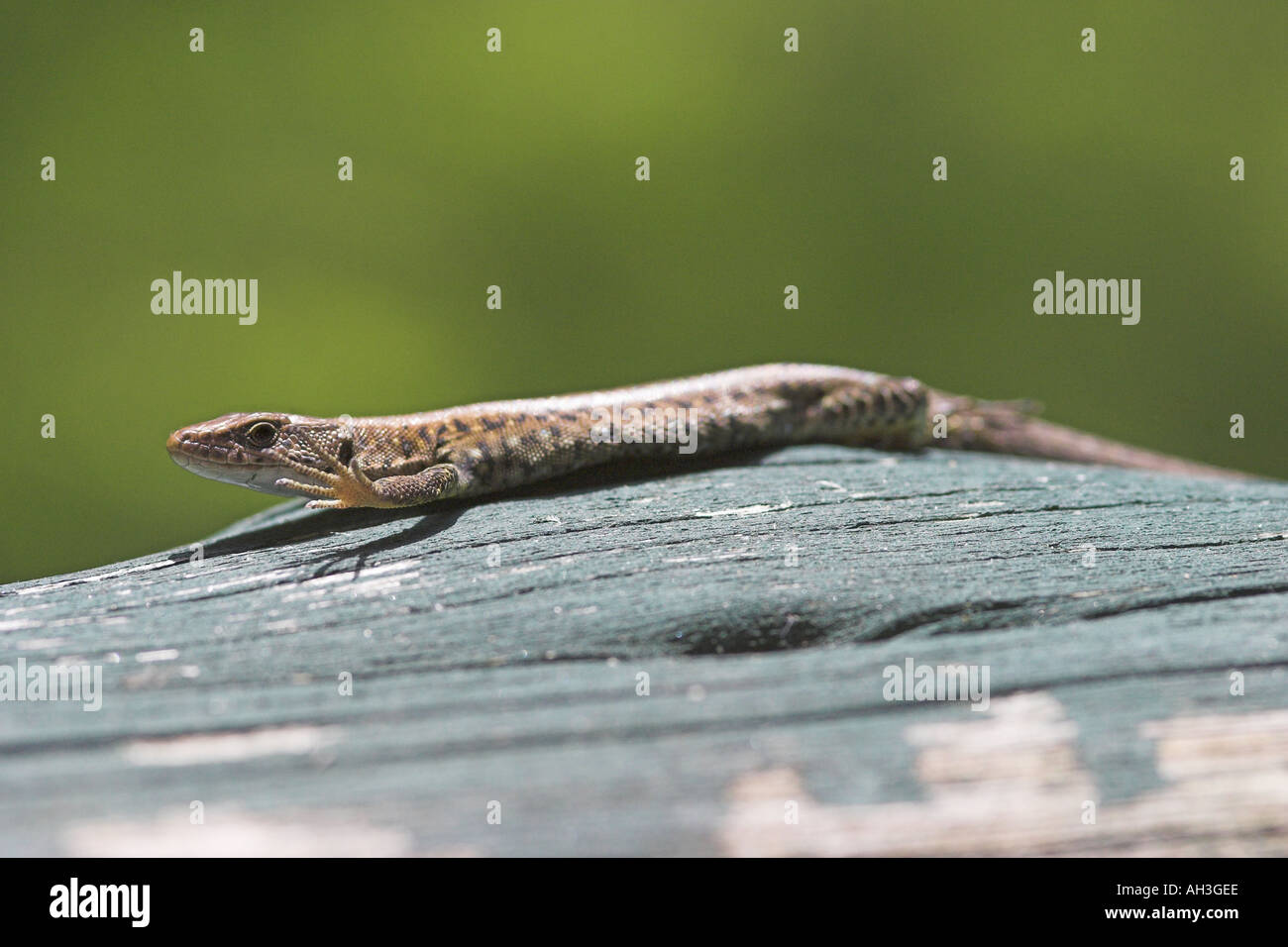 Lizard East Africa Stock Photo - Alamy