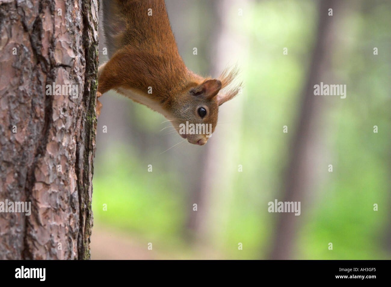 Formby red squirrel reserve hi-res stock photography and images - Alamy