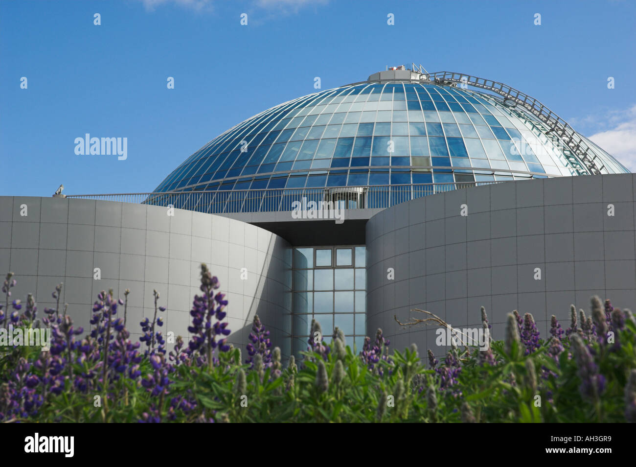 Lupins growing wild outside the Perlan Pearl hot water storage tank ...