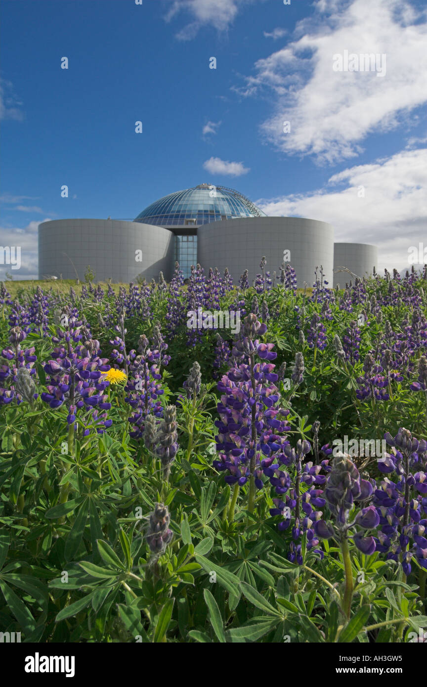 Lupins growing wild outside the Perlan Pearl hot water storage tank ...