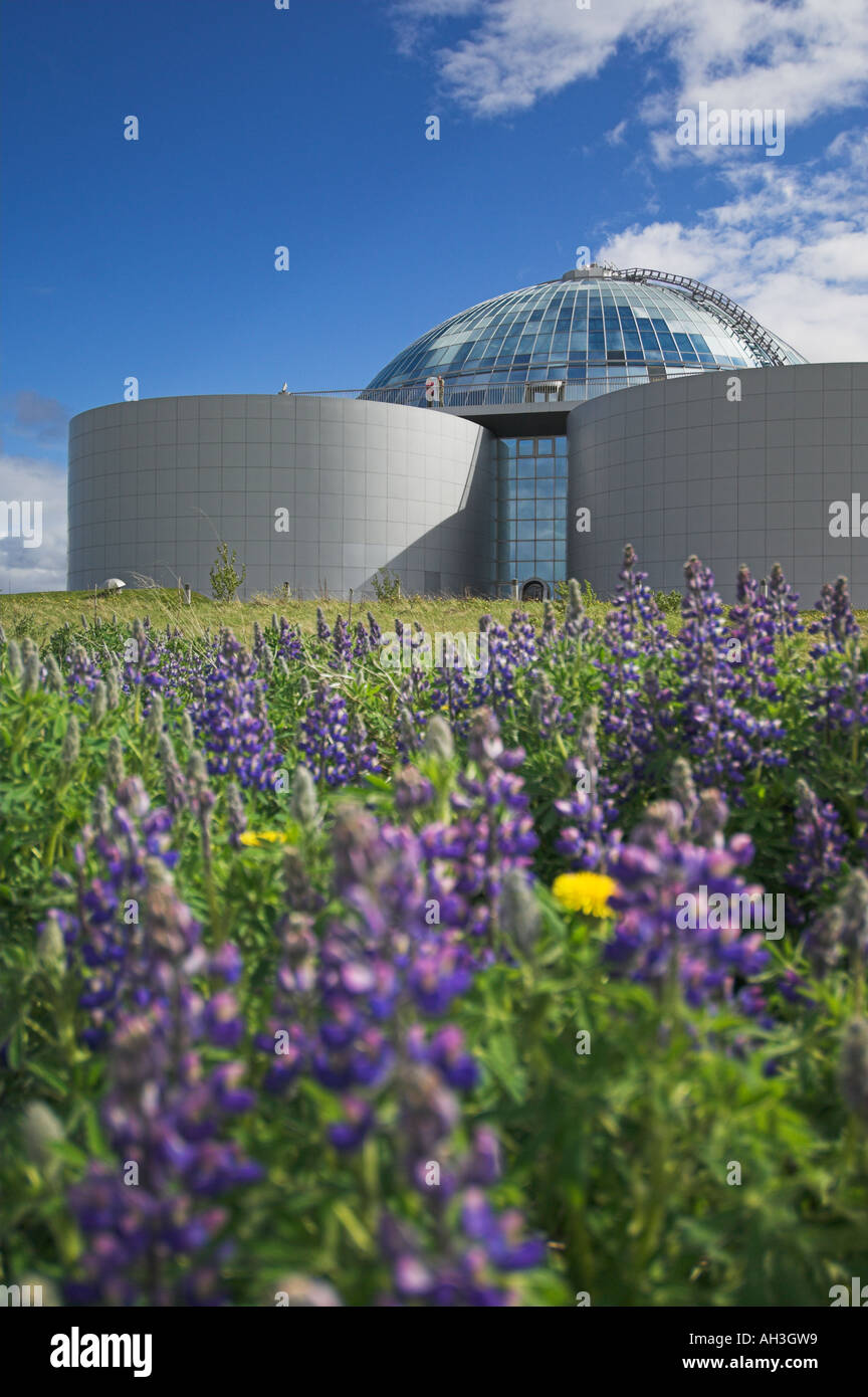 Lupins growing wild outside the Perlan Pearl hot water storage tank ...