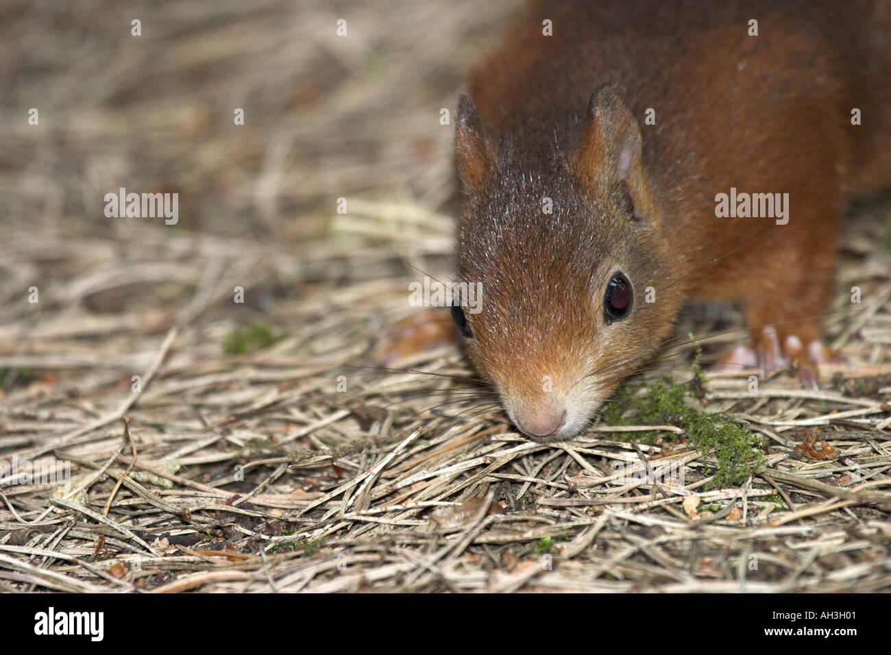 European red squirrel Sciurus vulgaris Formby Nature Reserve UK Stock ...