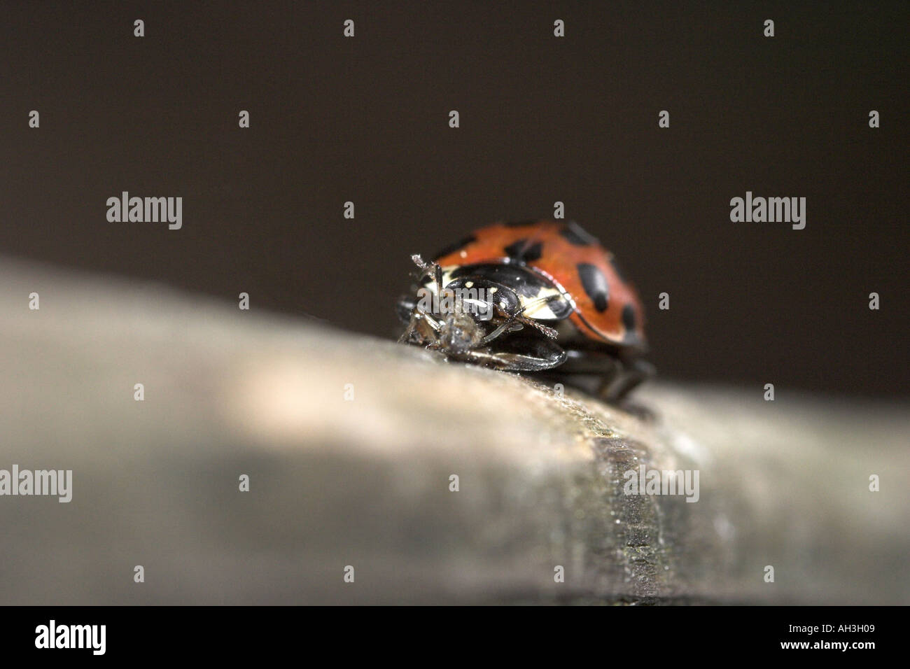 Ladybird insects hi-res stock photography and images - Alamy