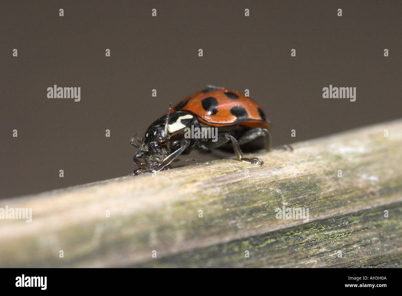 Ladybird insects hi-res stock photography and images - Alamy