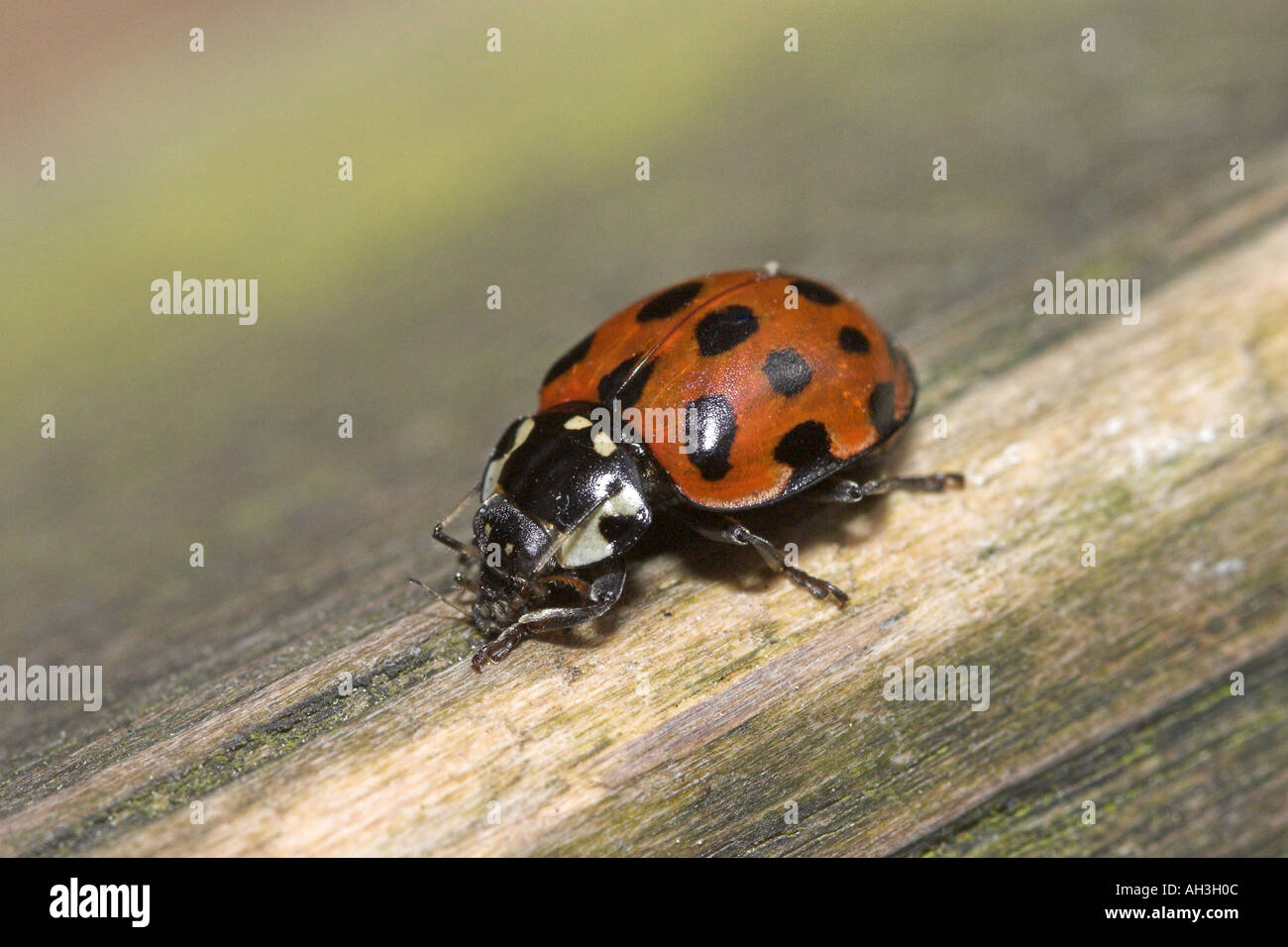 Ladybird insects hi-res stock photography and images - Alamy