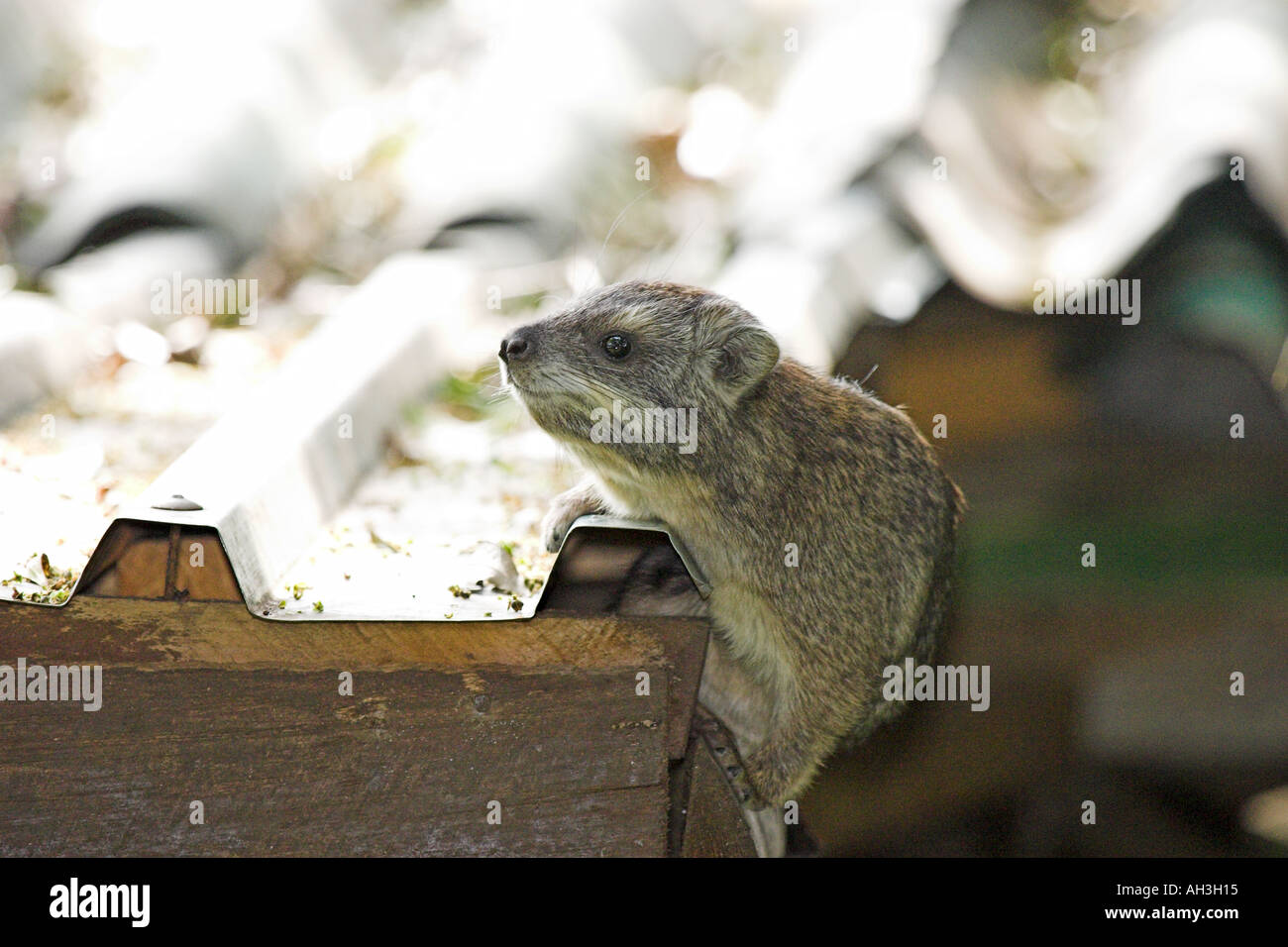 Bush Hyrax climbing out roof Stock Photo - Alamy