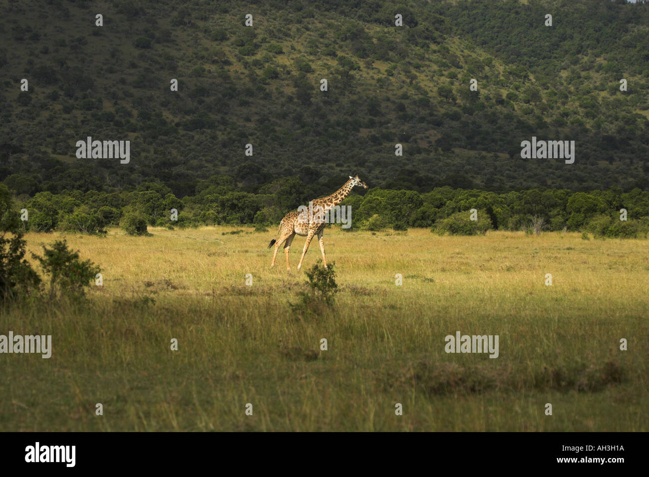 Masai race giraffa camelopardalis hi-res stock photography and images ...