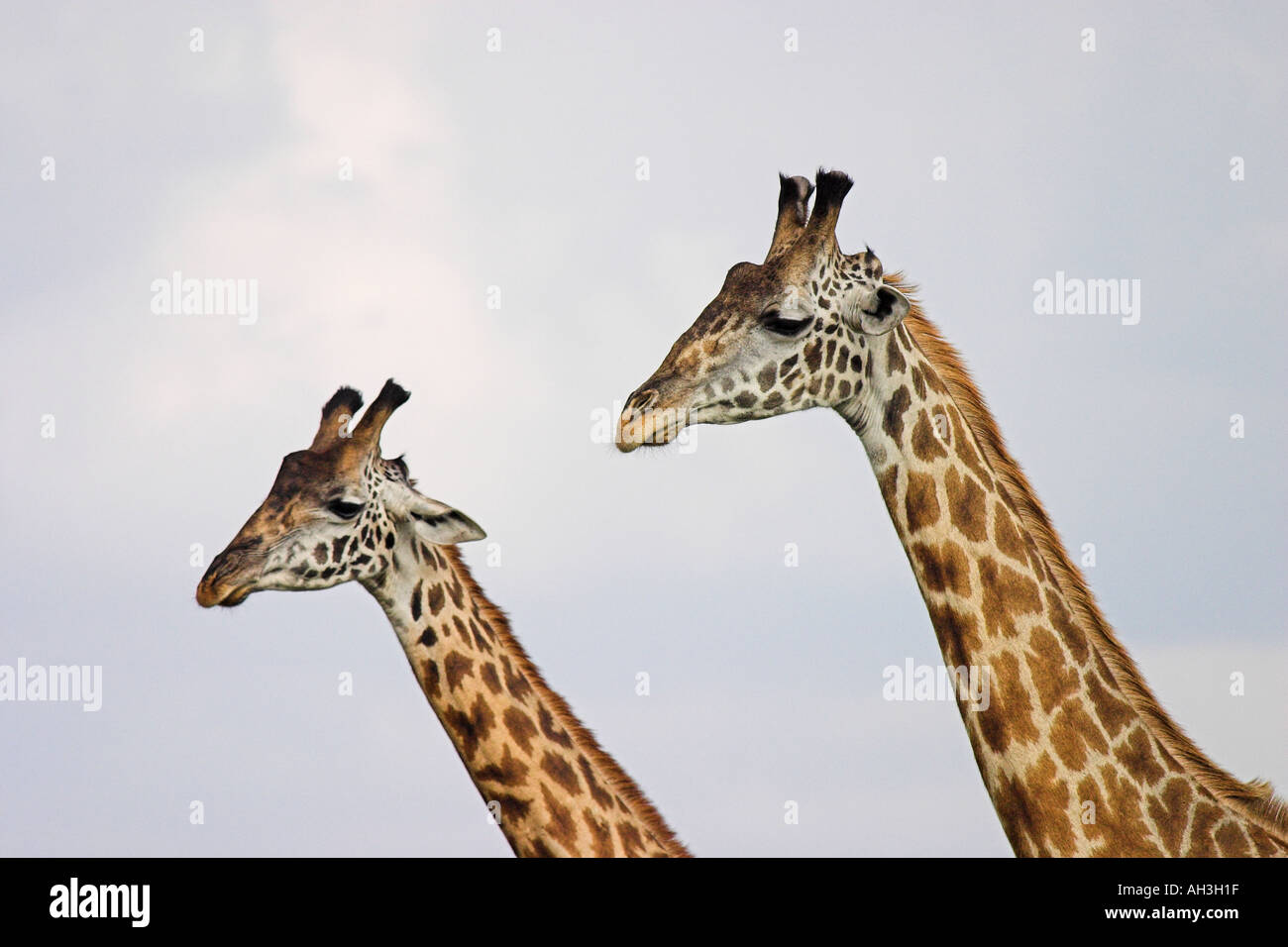 Masai race giraffa camelopardalis hi-res stock photography and images ...