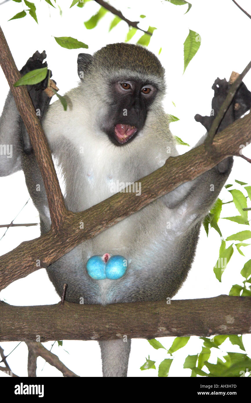 Wildlife rese hi-res stock photography and images - Alamy