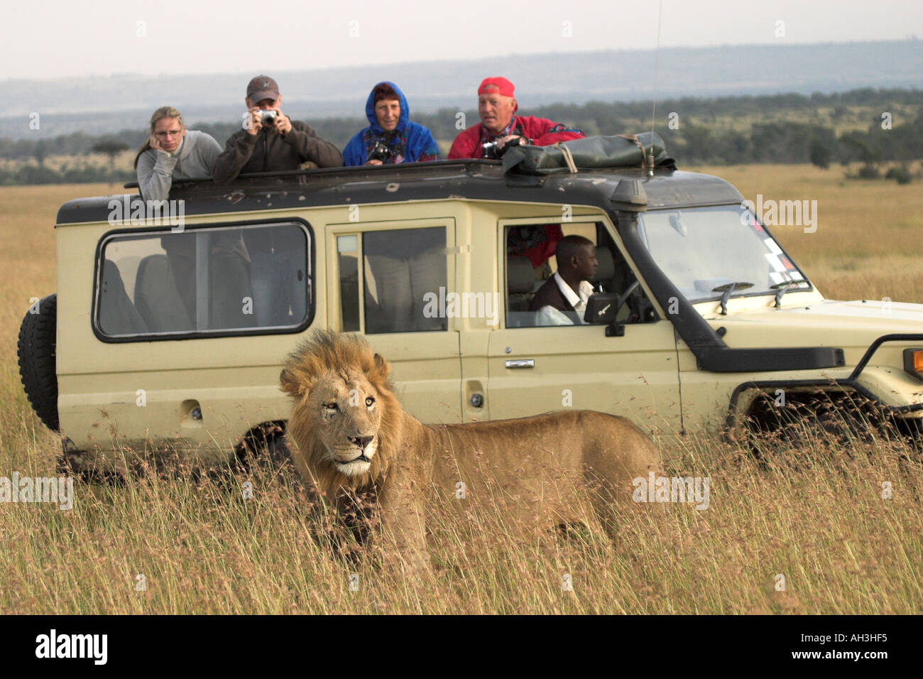 African MAle Lion and Toursits Stock Photo - Alamy