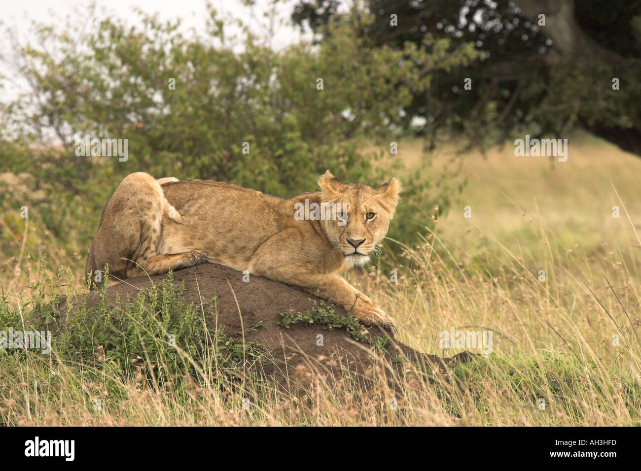 African Lion Resting Stock Photo - Alamy