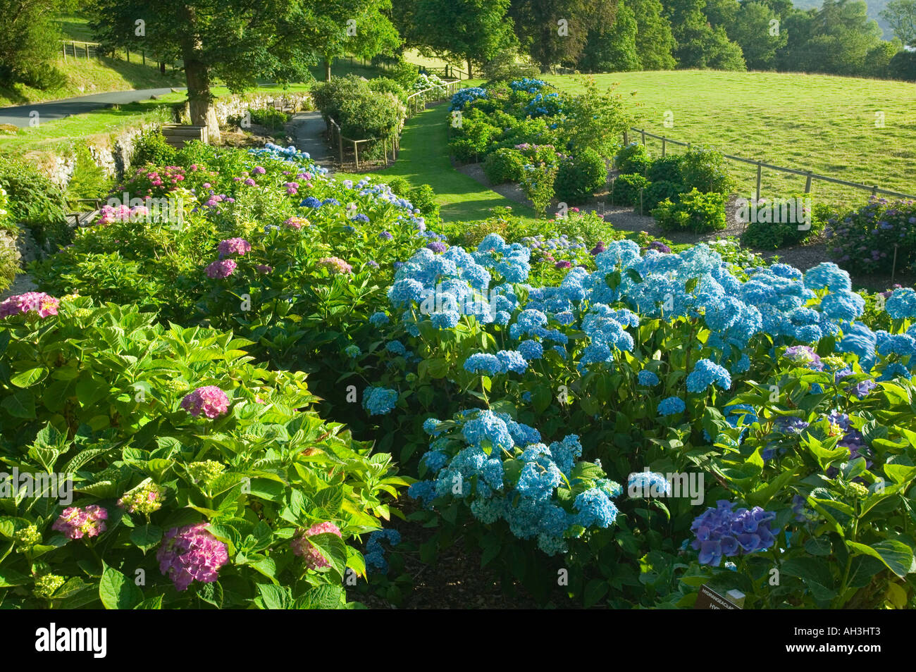 National collection hydrangeas hi-res stock photography and images - Alamy