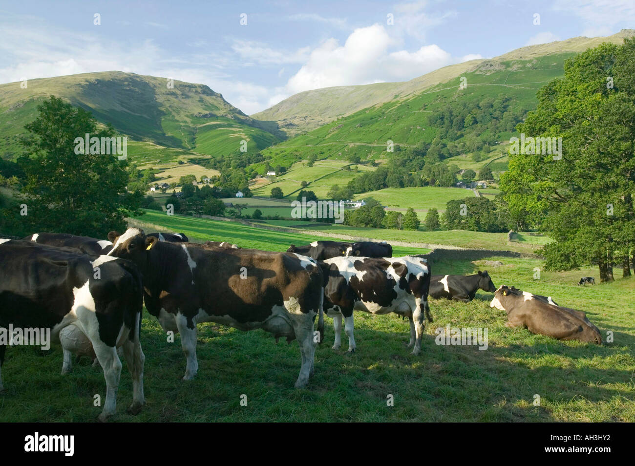 Dairy cows at Grasmere Lake district, UK Stock Photo - Alamy