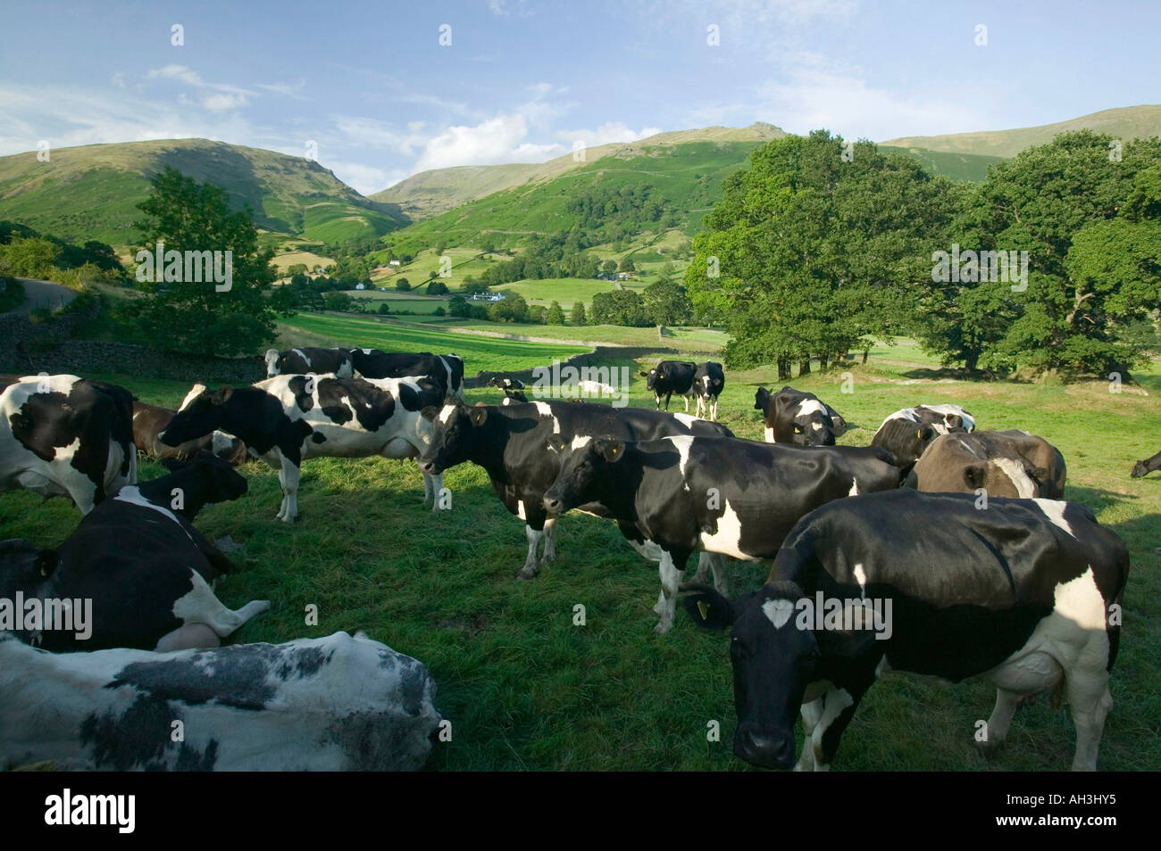 Dairy cows at Grasmere Lake district, UK Stock Photo - Alamy