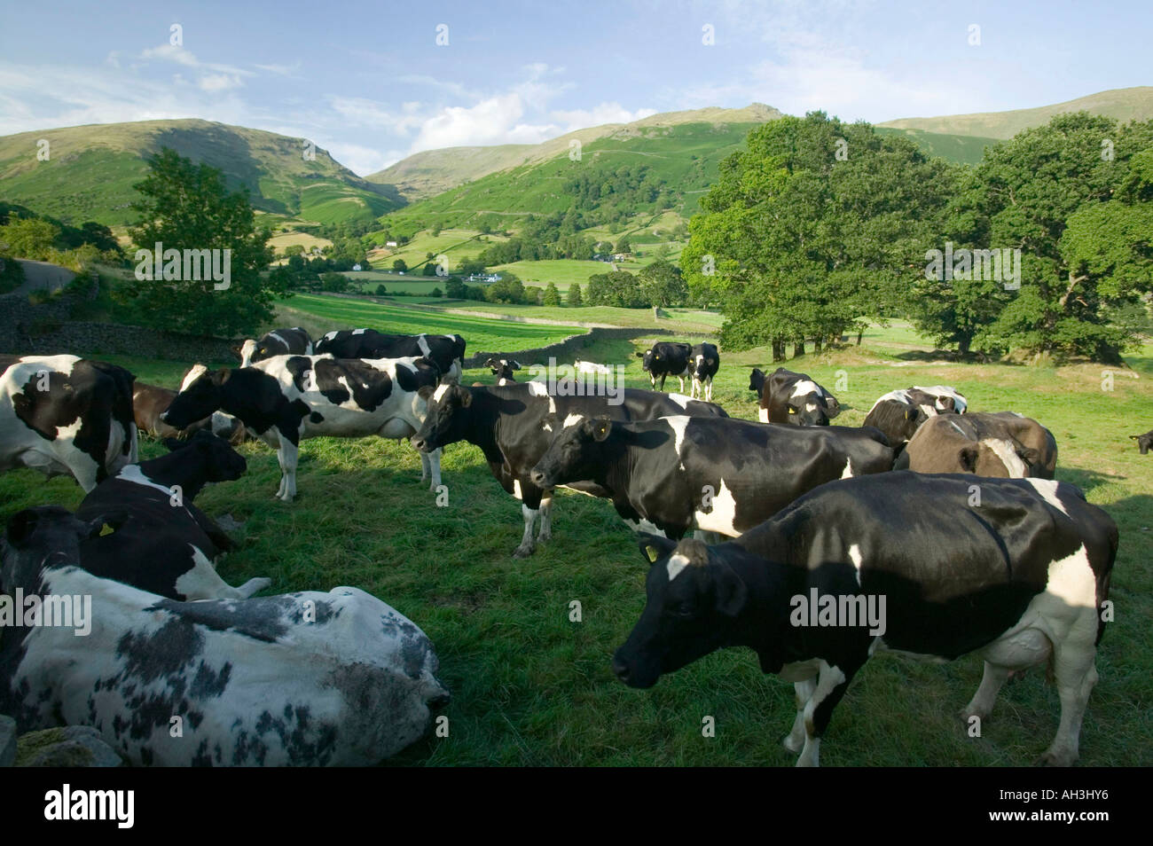 Dairy cows at Grasmere Lake district, UK Stock Photo - Alamy