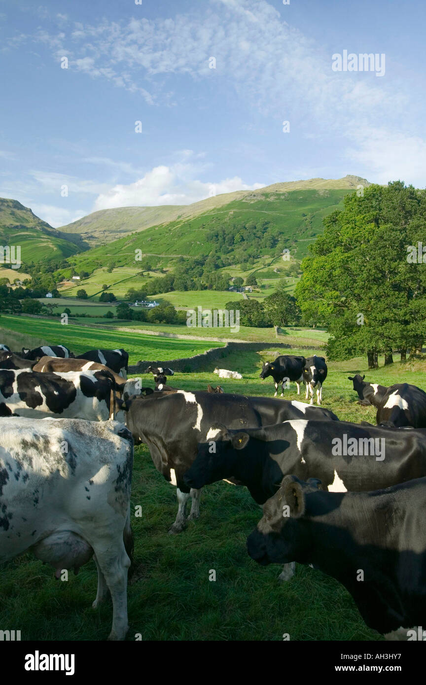 Dairy cows at Grasmere Lake district, UK Stock Photo - Alamy