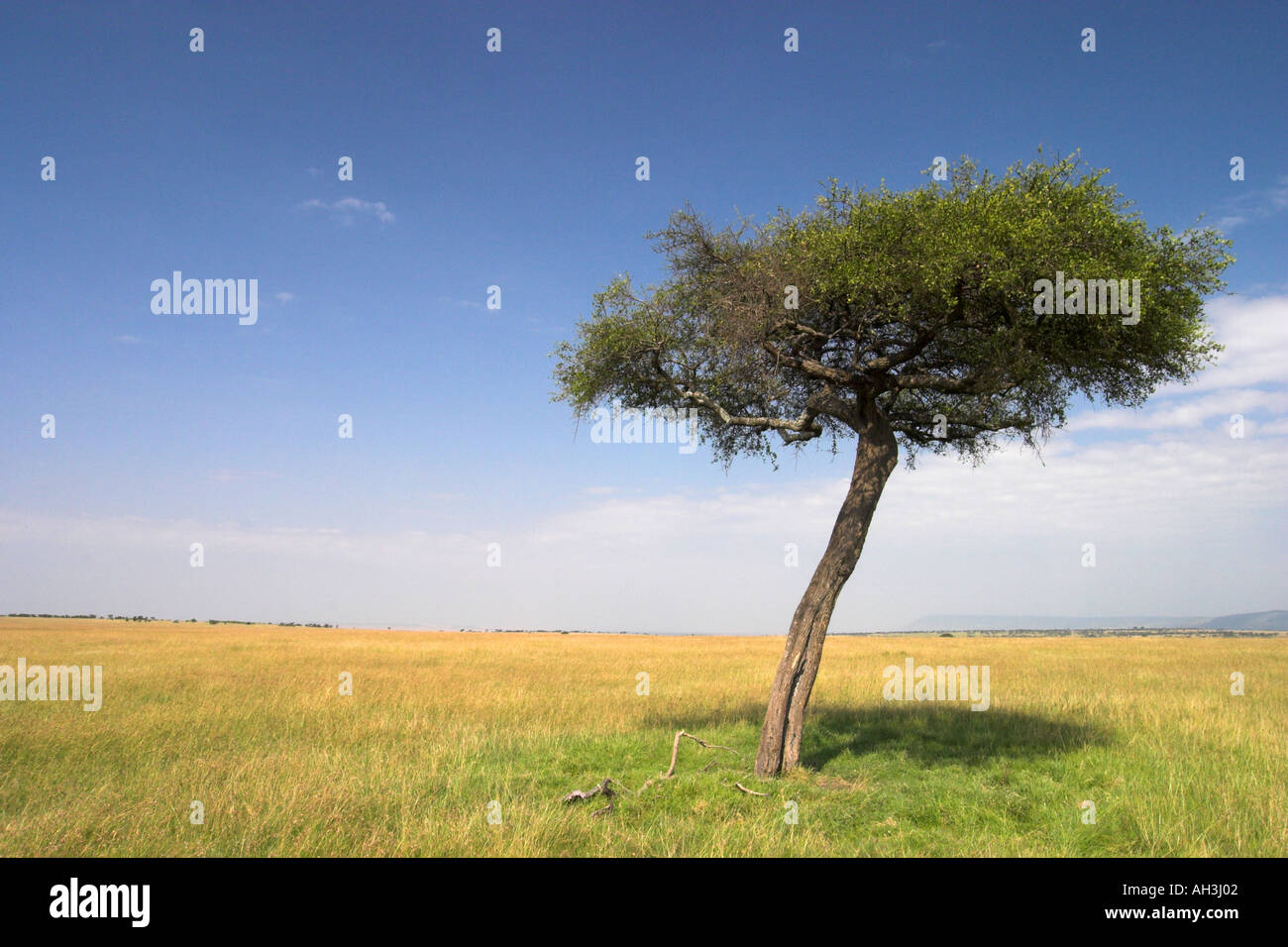 Acacia tree Masai Mara reserve Stock Photo - Alamy