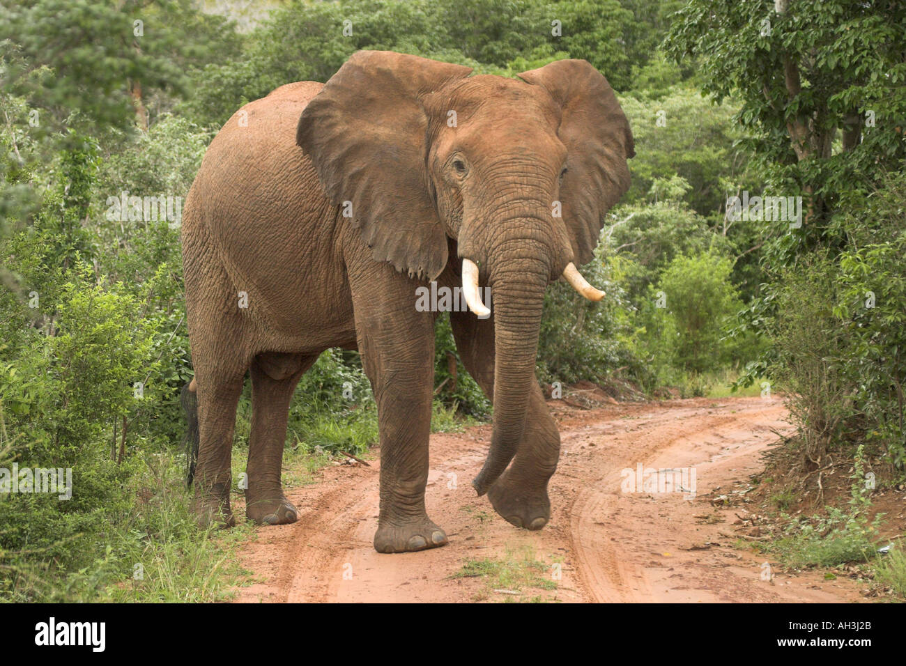 Elephant anger hi-res stock photography and images - Alamy