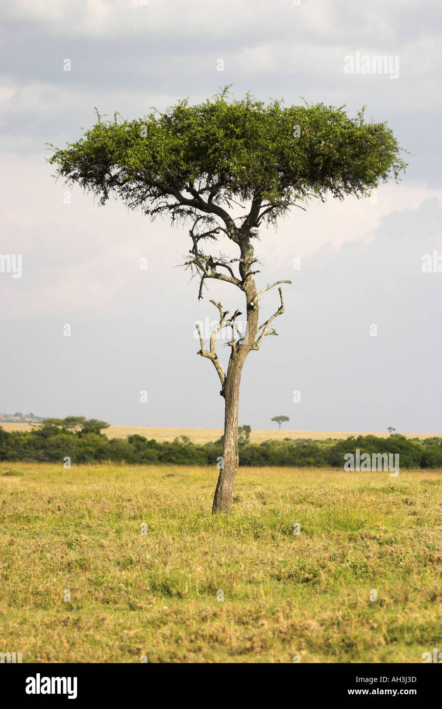 Acacia tree Masai Mara reserve Stock Photo - Alamy