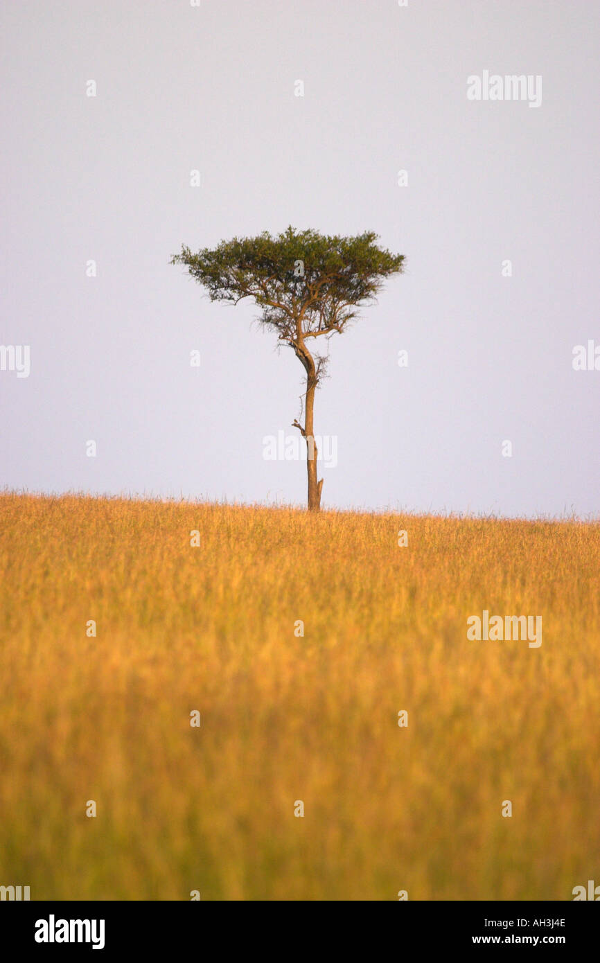 Acacia tree Masai Mara reserve Stock Photo - Alamy