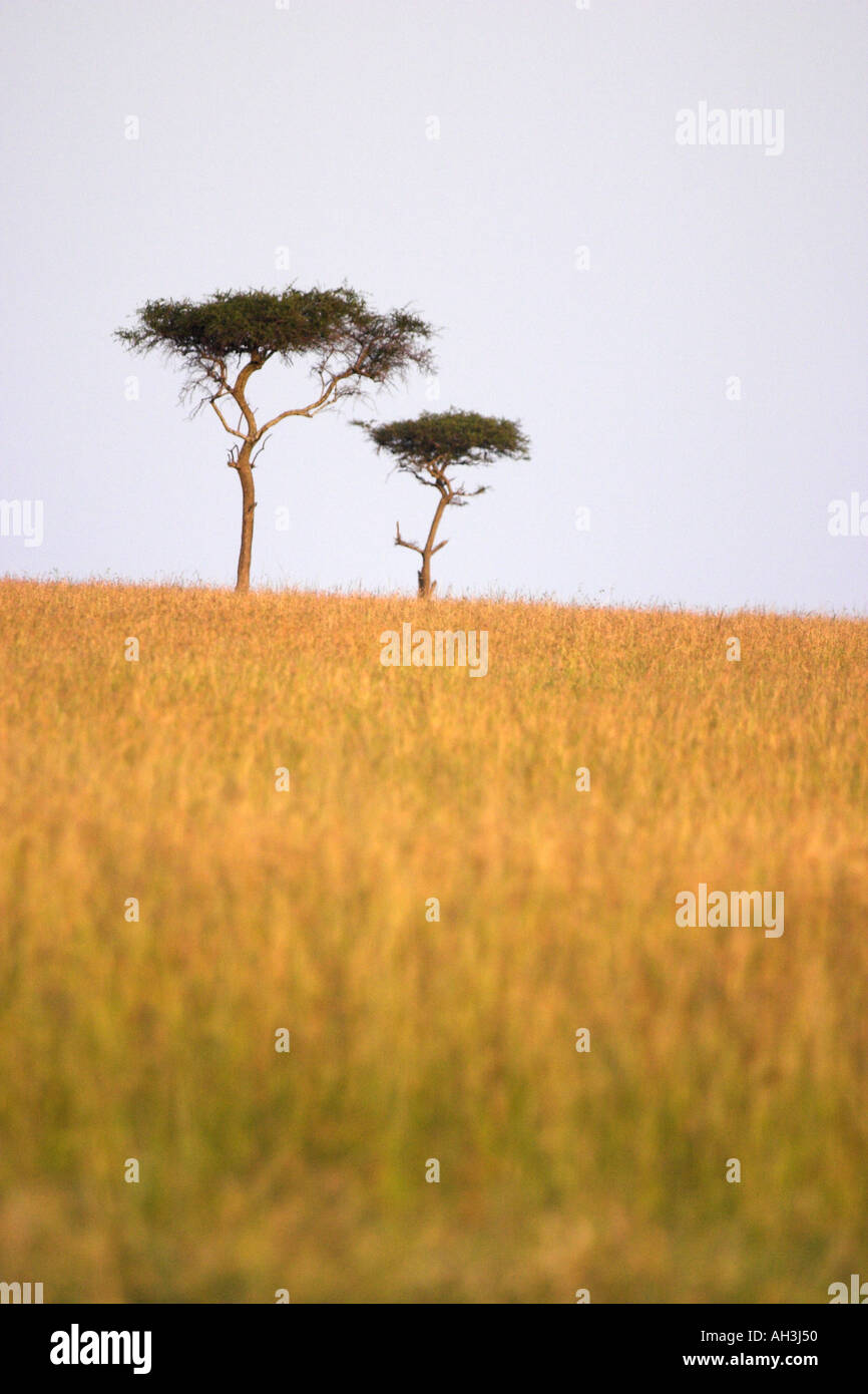 Acacia tree Masai Mara reserve Stock Photo - Alamy