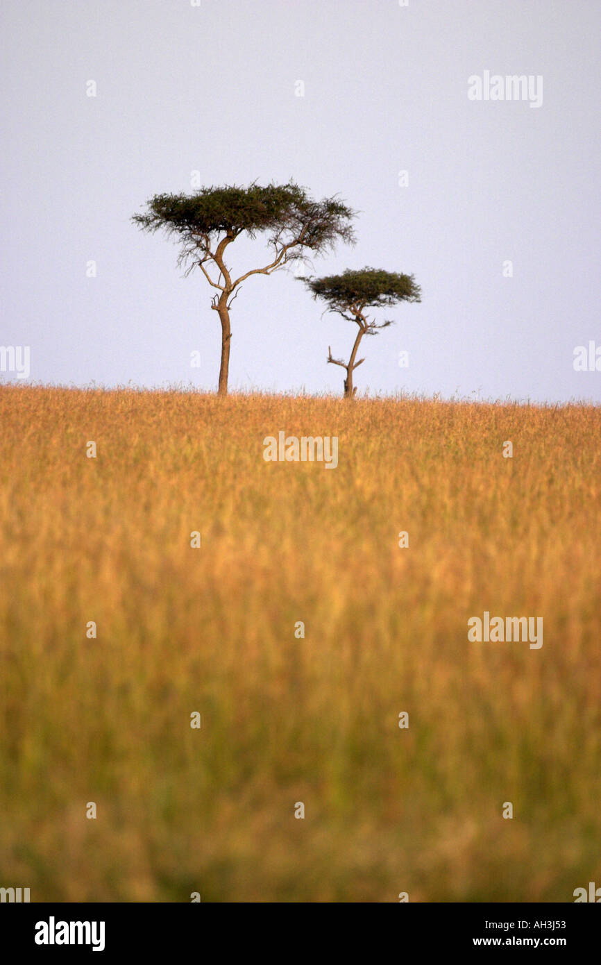 Acacia tree Masai Mara reserve Stock Photo - Alamy