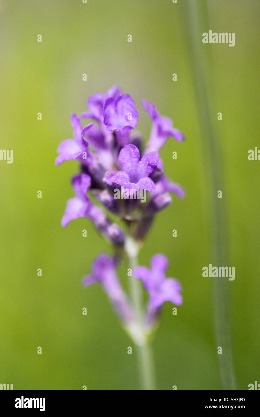Lavender Close up Stock Photo - Alamy