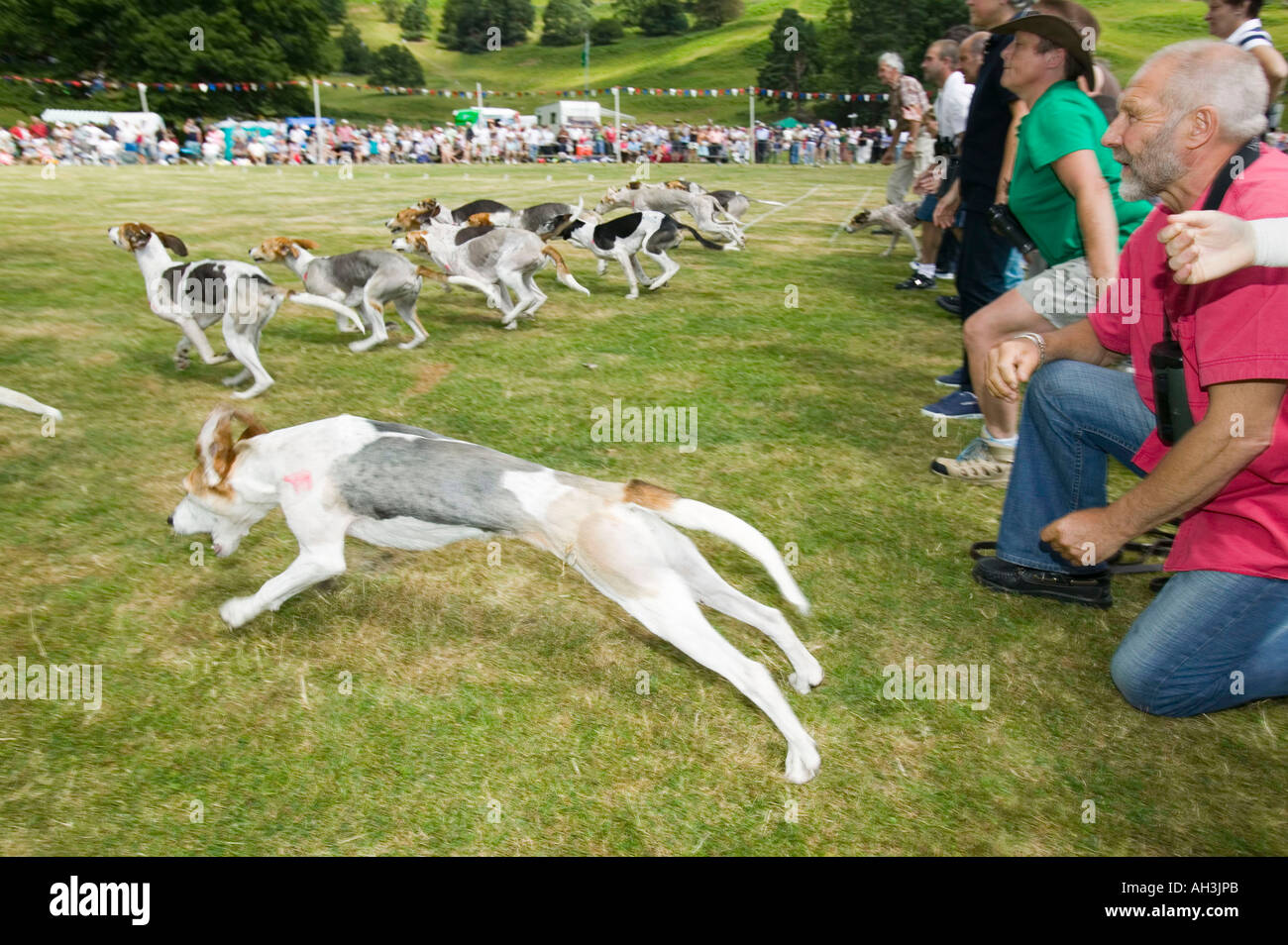 Hound trailing at Ambleside Sports, Lake district, UK Stock Photo - Alamy