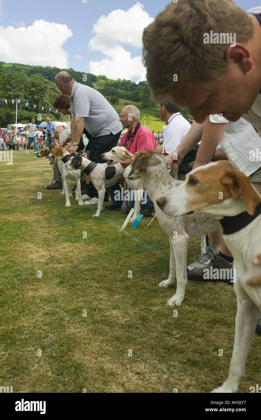 Hound Trailing at Ambleside sports, Lake district, UK Stock Photo - Alamy