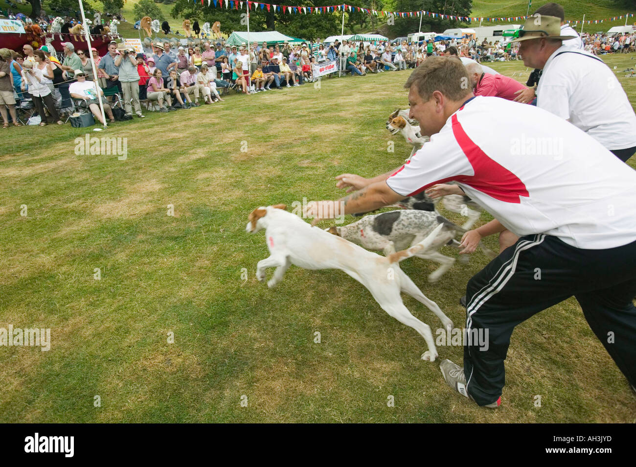 Hound Trailing at Ambleside sports, Lake district, UK Stock Photo - Alamy