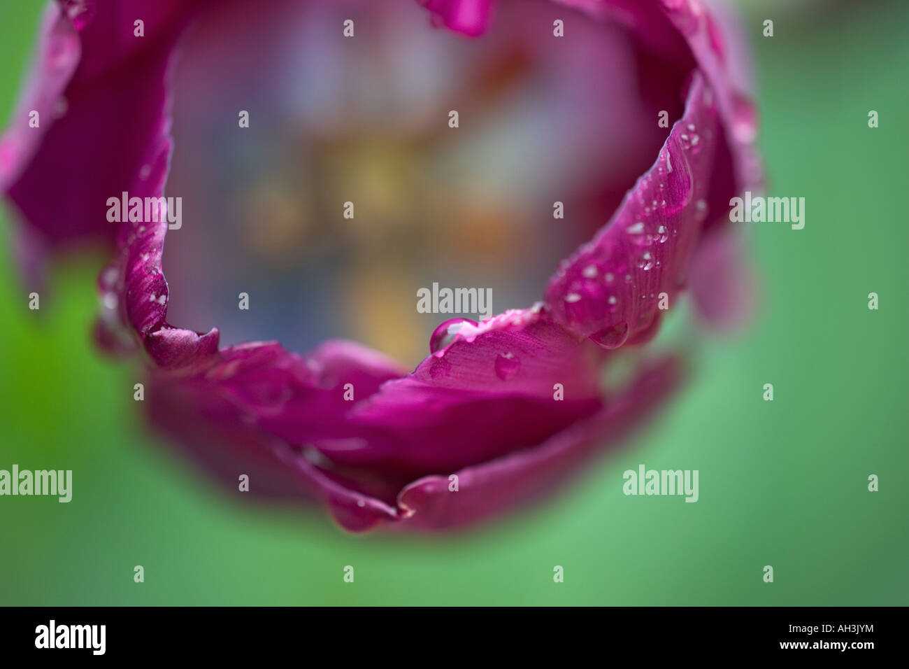 Tulip petal close up in abstract still life after rain Stock Photo - Alamy