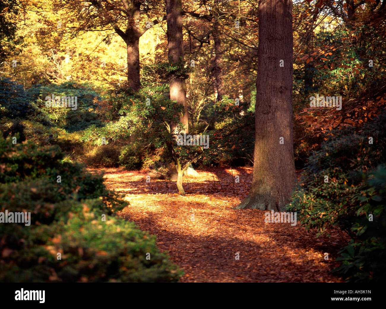 Sylvan woodland glade hi-res stock photography and images - Alamy