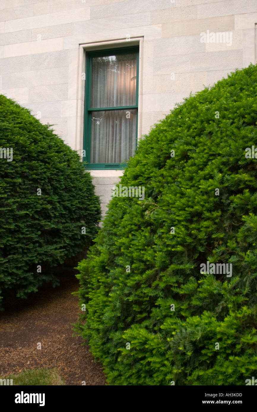 Office window with two bushes in front of it Stock Photo - Alamy