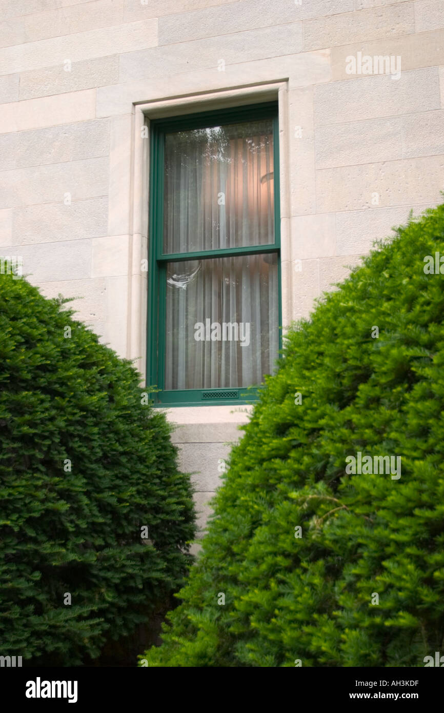 Office window with two bushes in front of it Stock Photo - Alamy