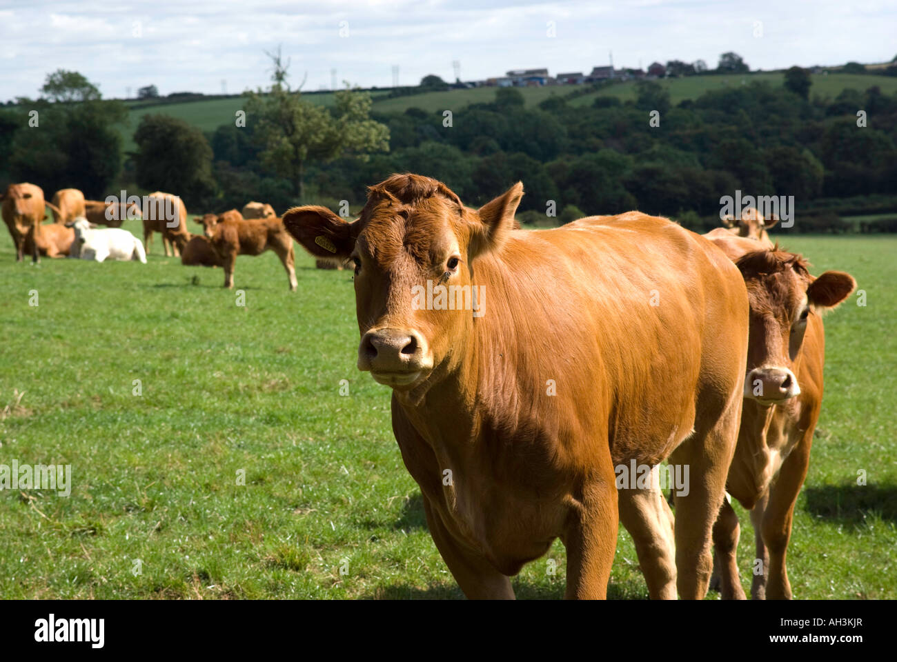 Cows in field Stock Photo - Alamy